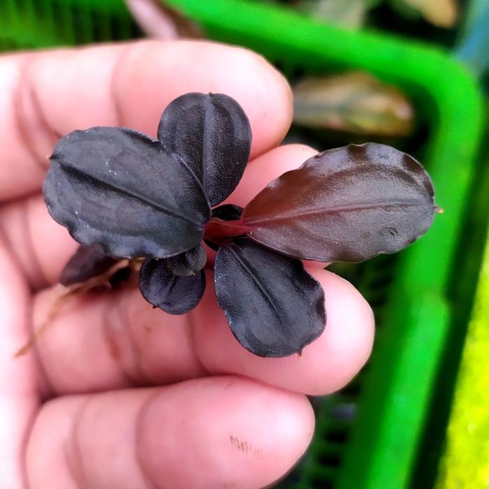Jual bucephalandra black pink cecep will 2021 original - Kab. Boyolali - Gubuk Buce Sambi ...