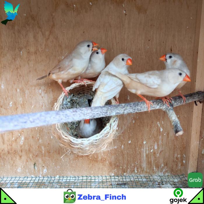 Jual Burung Zebra Finch Ausie Siapan Satuan Warna Cantik - Kota Bekasi ...