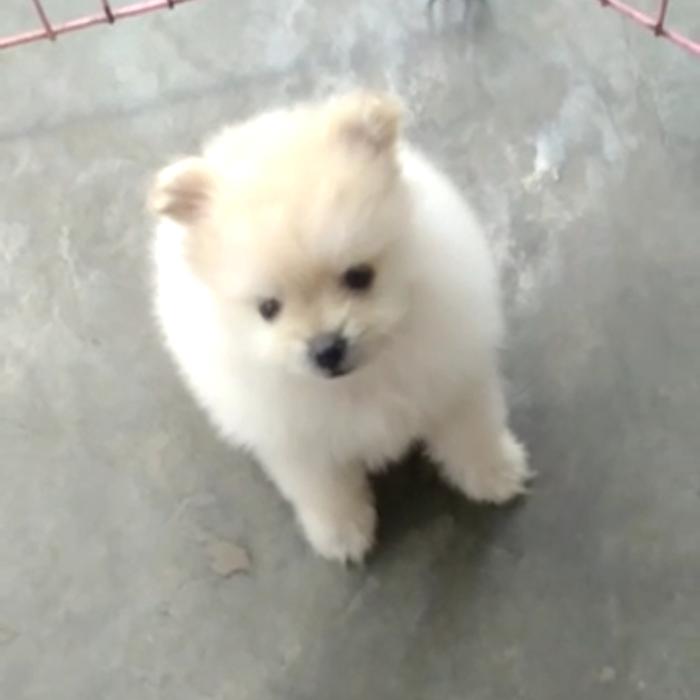 Jual Anjing minipom, snow white, stambun, tato, vaksin, lincah lucu ...
