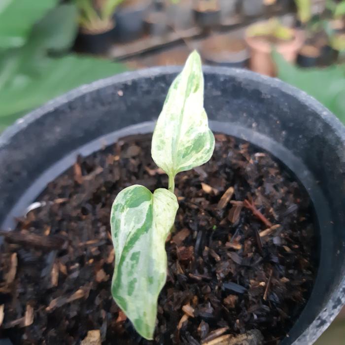 Jual philodendron dan scindapsus var paketan ( janbol. moonlight .mint ...