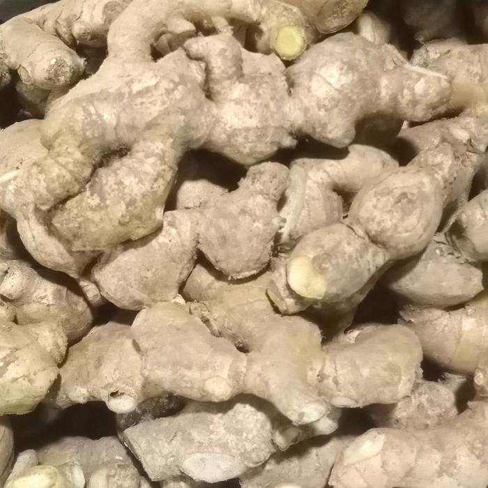 Jual Jahe Putih Segar Ukuran Sedang 500 gr / Jahei Gajah - Jakarta ...