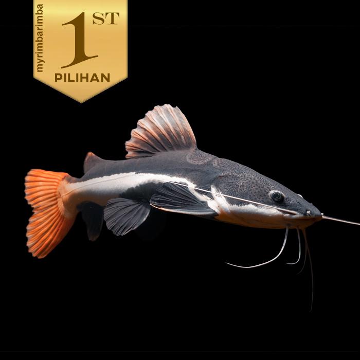Jual Red Tail Catfish (RTC) Ikan Hias Predator Hiasan Aquarium ...