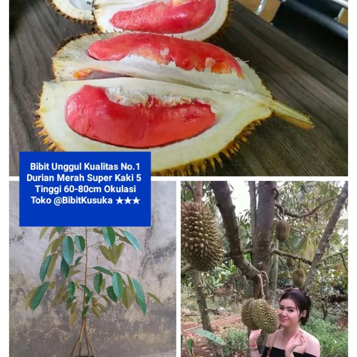 Buah Durian Merah