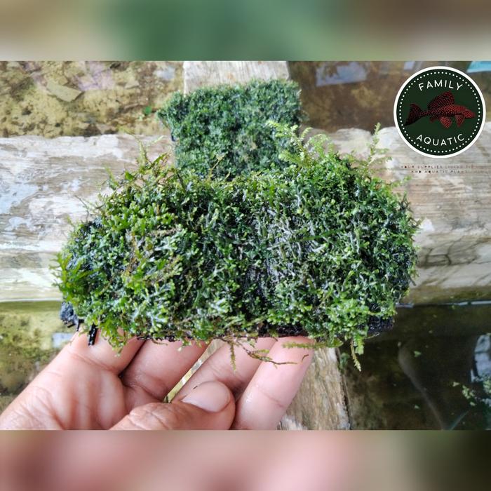 Jual Licardia media pakis termurah dan bergaransi - tanaman hias ...