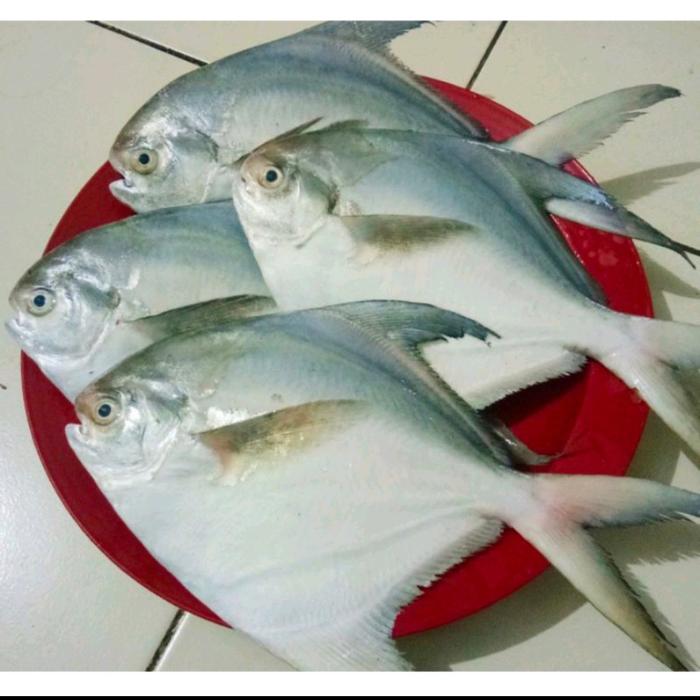 Jual Ikan Bawal Putih Segar 1kg isi 4/5 ekor - Jakarta Utara - Seafood ...