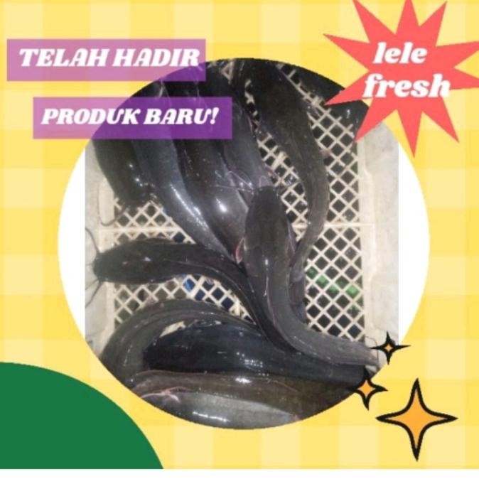 Jual ikan lele segar 1kg - Jakarta Timur - amanda ayam segar | Tokopedia