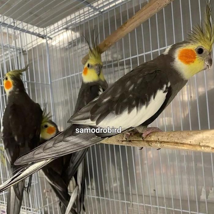 Jual Burung Parkit Australia atau Falk warna grey - satuan - Jakarta ...