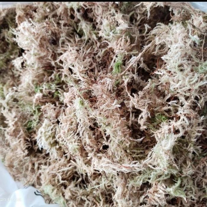 Promo Spagnum moss, moss putih lokal murah, media tanam moss 100 gram ...
