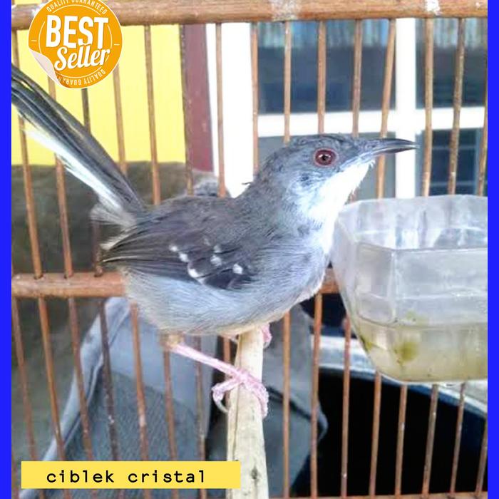 Burung Ciblek Juara