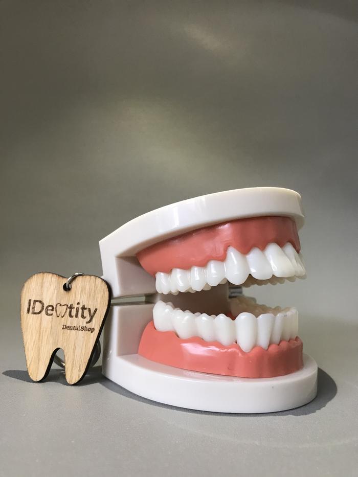 Jual Dental Study Model Gigi - Kota Semarang - identity id | Tokopedia
