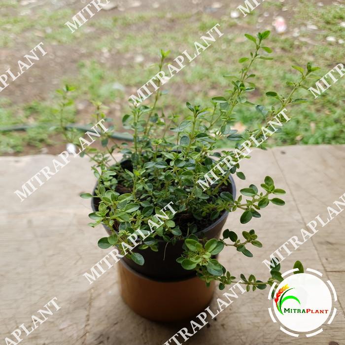 Jual Bibit Pohon Thyme - Tanaman Daun Thymus - Timi Bahan Bumbu Masak ...