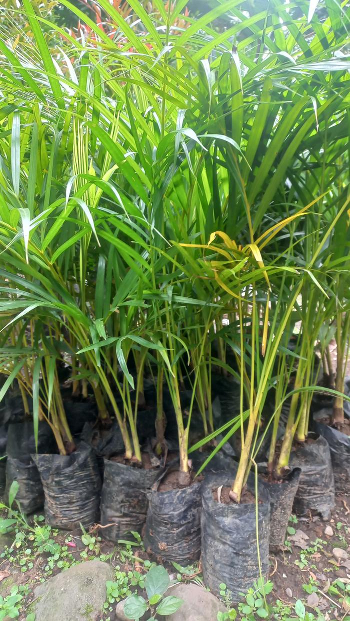 Jual Bibit Pohon Palem Kuning - Tanaman Palm Kuning - Pohon Palem - Kab ...