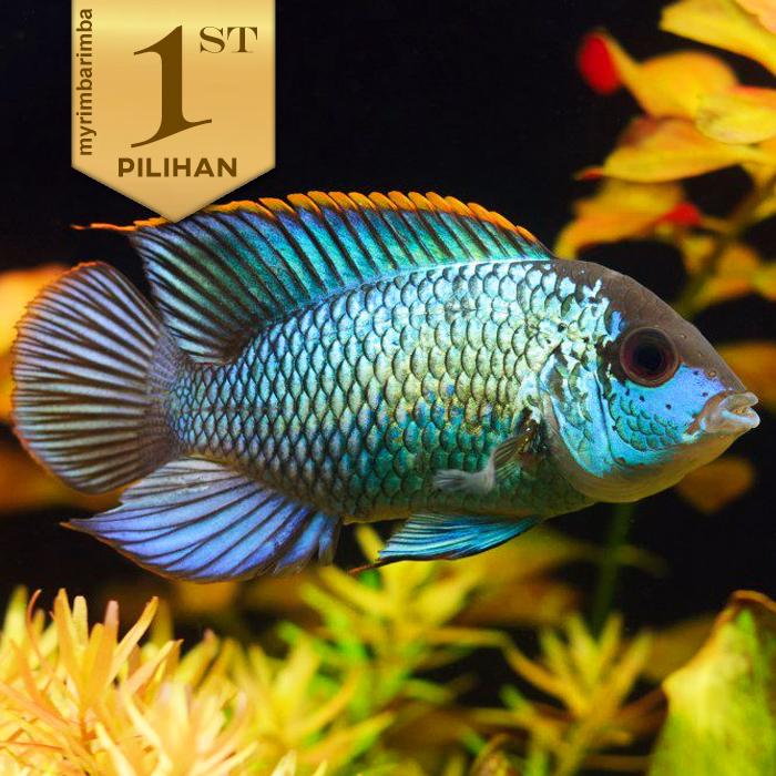Jual Cichlid Blue Acara Ikan Hias Aquascape Hiasan Aquarium Tanaman Air ...