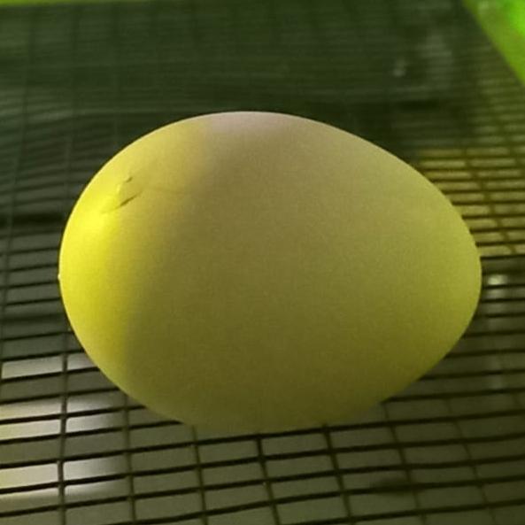 Jual Telur Tetas Fertil Merak Biru atau Blorok India - Kab. Klaten ...