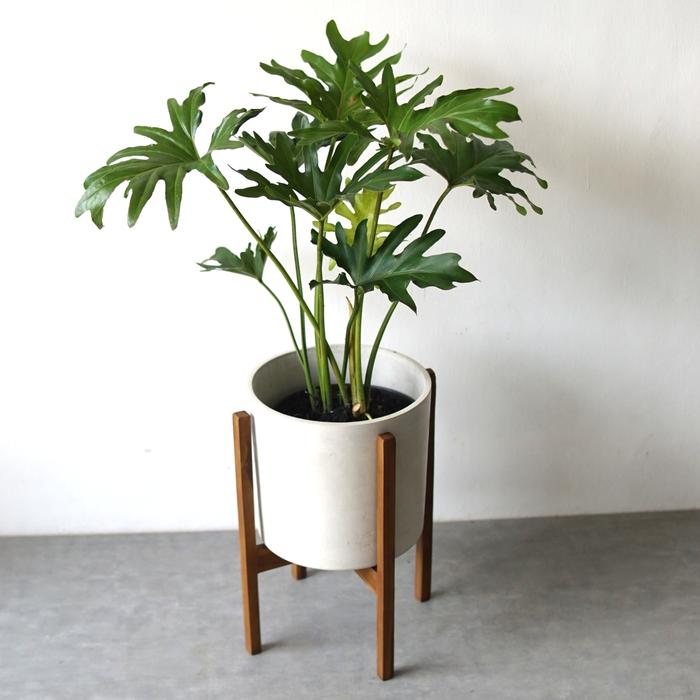 Jual PHILODENDRON SELLOUM + Concrete Pot 28 JATI Standing | Pot Tanaman ...
