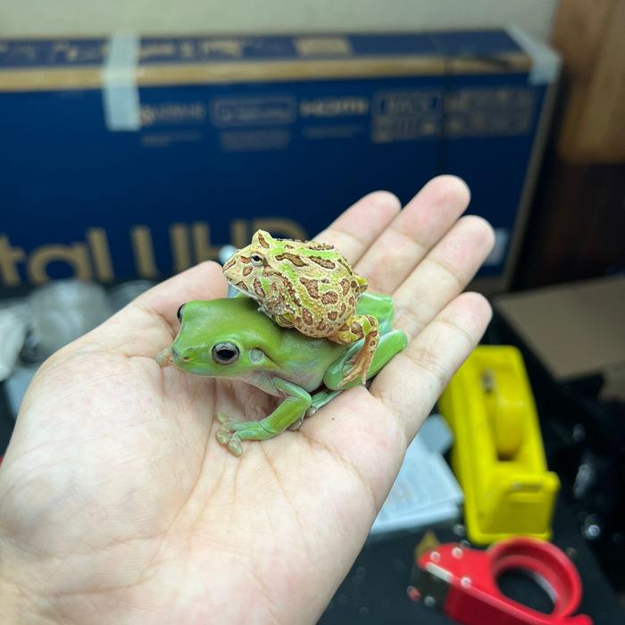 Jual PROMO BUNDLE - BELI PACMAN FROG CAMOFLOUGE DAN DUMPY GRATIS BOX 2 PCS - Kab. Semarang ...