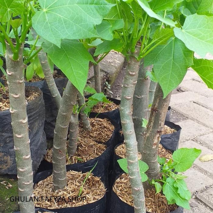 Jual pohon herbal daun jarak PAGAR TINGGI 30-40 CM BIBIT TANAMAN ...