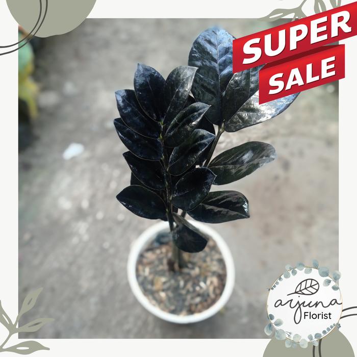 Jual TANAMAN ZAMIA RAVEN BLACK ORI - Kota Probolinggo - Undangan Kita ...