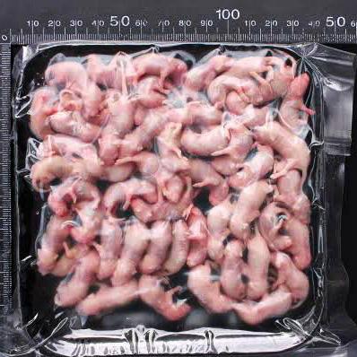 Jual Mencit Frozen / Pinkies Frozen / Tikus Putih Beku / Pakan Predator ...