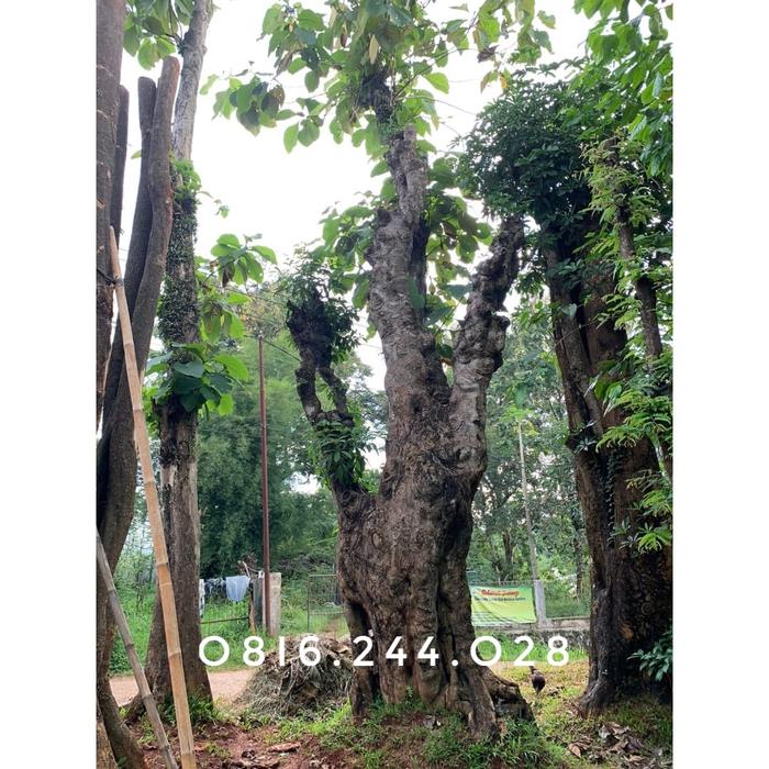 Jual Tanaman Pulai Fosil - Pohon Pule Fosil Besar - Jakarta Selatan ...