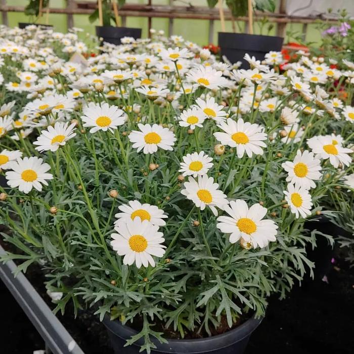 Promo Bunga Daisy warna Putih Tanaman daisy murah - Kab. Bandung Barat ...