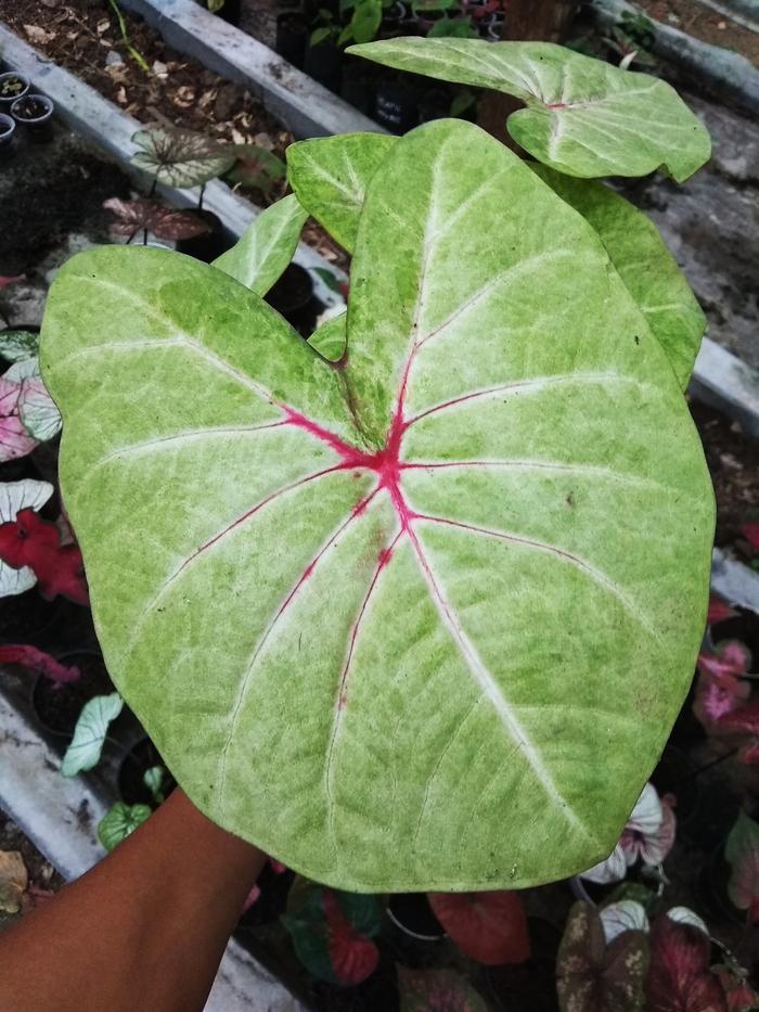 Jual Keladi Caladium Hybrid Cantik Warna Kalem Remaja Kirim dengan Pot ...