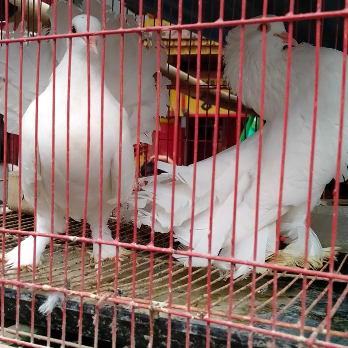 Jual merpati kipas ORI putih polos sepasang jantan betina - Jakarta ...