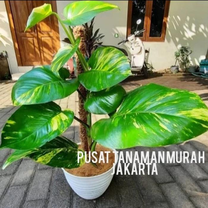 Jual Tanaman Hias Indoor Monstera Sirih Gading Jumbo + Po+ Putih Real ...