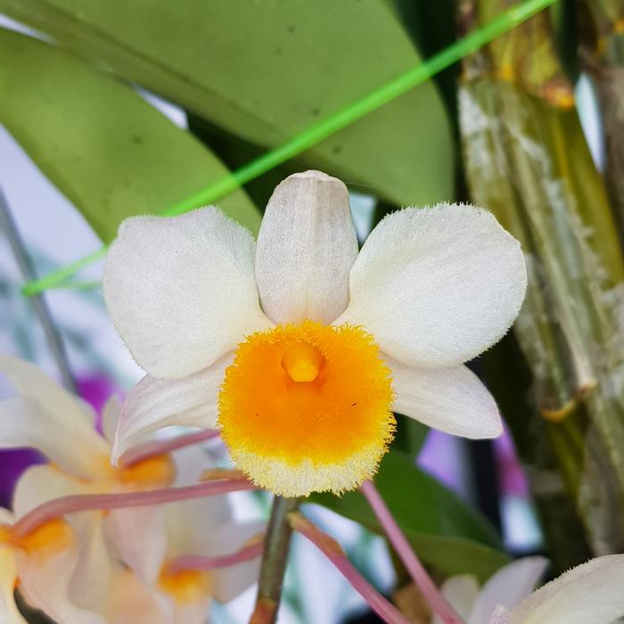 Jual Anggrek Dendrobium Jairak Bushy - Kab. Bandung - Loretta Orchid ...