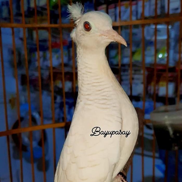 Jual burung perkutut songgoratu putih mata merah lokal alam - Kab ...