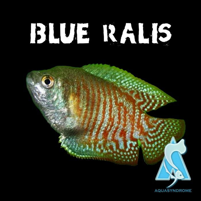 Jual Ikan Sepat Hias / Dwarf Gourami Biru / Ikan Hias Air Tawar ...