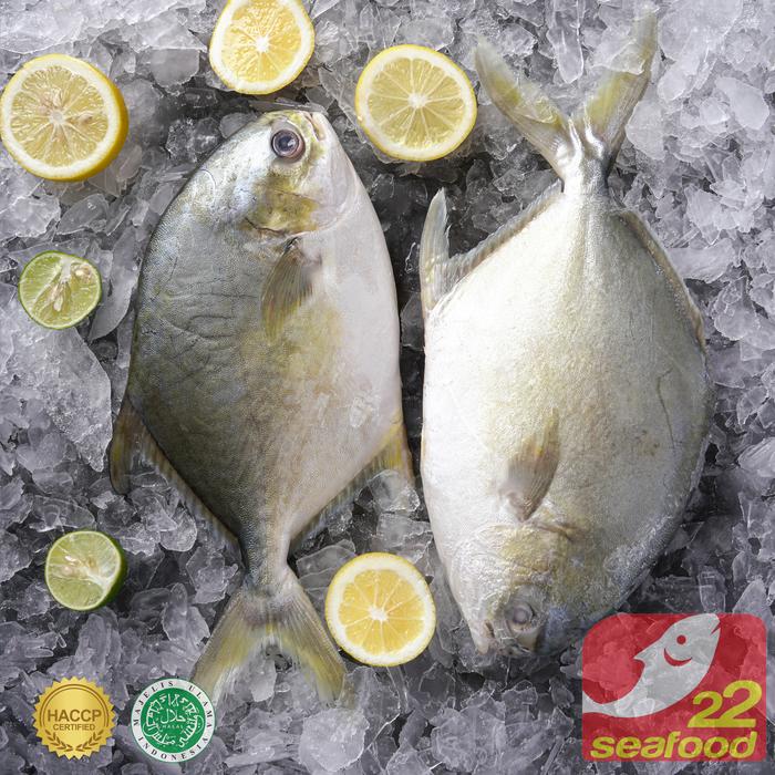 Jual Ikan Bawal Bintang 1 ekor 300-400 gram / Bawal Jepang / Seafood 22 ...