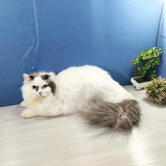 Jual kucing pejantan ragdoll puree ekor kemoceng super long hair mata ...