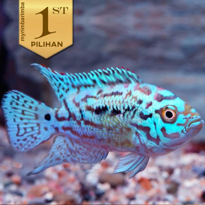 Jual Electric Blue Jack Dempsey (EBJD) Ikan Hias Cichlid Hiasan ...