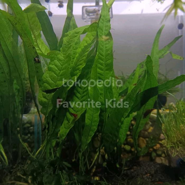 Jual Kadaka Java fern media batu 5-9 daun, 15-20cm tanaman hiasan ...