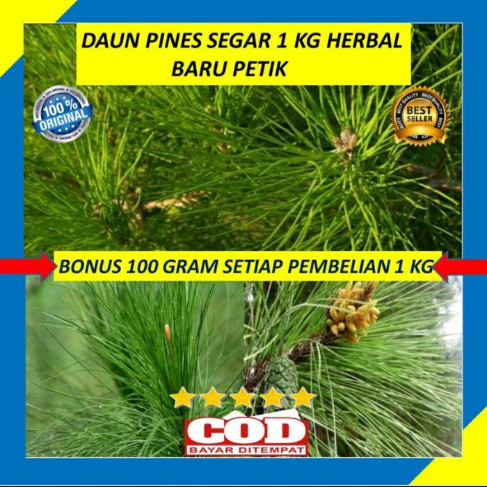 Jual DAUN PINUS SEGAR ORGANIK 1000 GRAM (PREMIUM QUALITY) - Kab ...