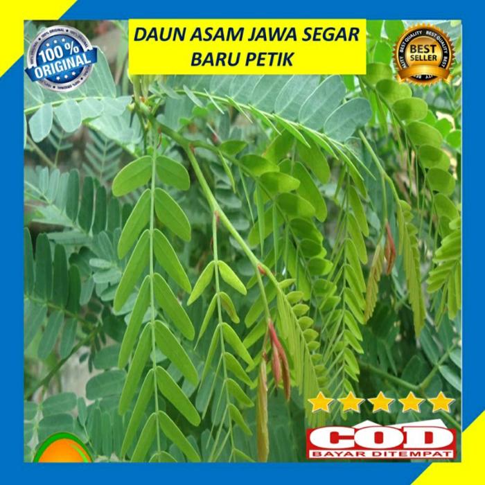 Jual DAUN ASAM JAWA HUTAN FRESH ORGANIK 1000 GRAM (PREMIUM QUALITY ...