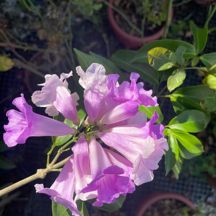 Jual Tanaman hias merambat tahan panas - bunga terompet pink - Kab ...