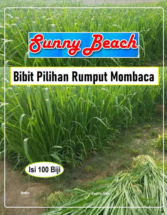 Jual Bibit Pilihan Rumput Mombaca|Rumput Benggala|Biji Benih Rumput Mombaca - Kota Tangerang ...