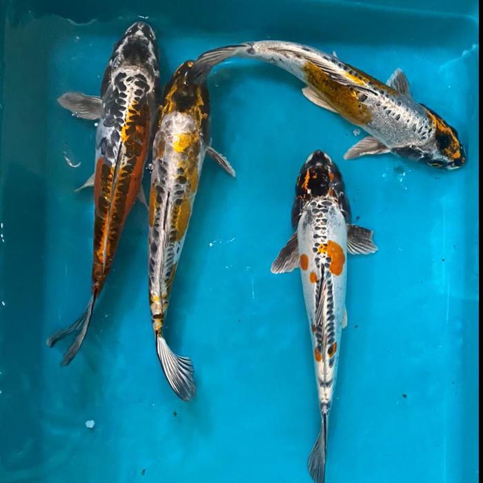 Promo IKAN KOI KIKO Blitar 21-25cm Grade A+ - Kota Bekasi - Planet Koi ...
