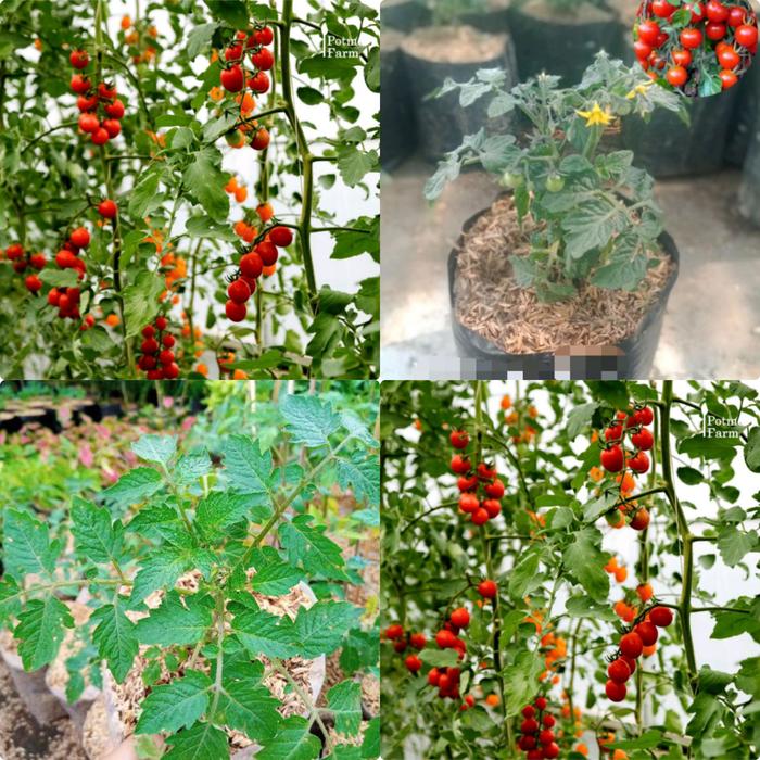 Jual tanaman tomat cery sudah berbunga atau berbuah - Kota Tangerang ...