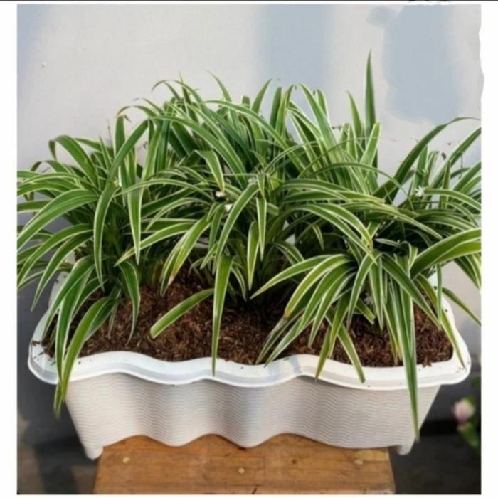 Jual tanaman hias lili paris umbi + pot putih panjang rimbun - Jakarta ...