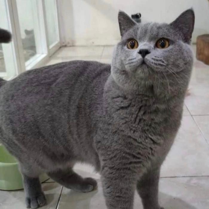 Jual BSH British shorthair jantan pedigree blue - Jakarta Barat ...