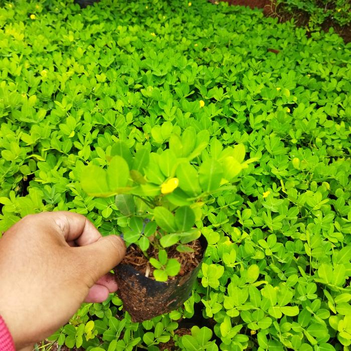 Promo tanaman hias bunga landep kacang kacangan arachis pintoi - Kota ...