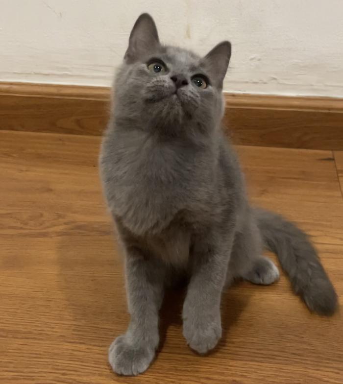 Jual Kucing BSH British Shorthair Blue Solid (Abu Solid) - Kota ...