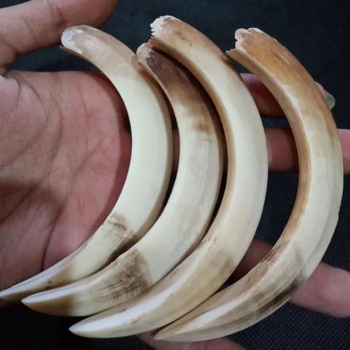 Jual Taring Babi Hutan Asli 100% Mentahan Di Seller Kingyo - Cengkareng ...