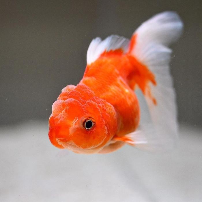 Jual Ikan Hias Air Tawar Mas Koki Oranda Baby Panda Trikolor - Merah ...