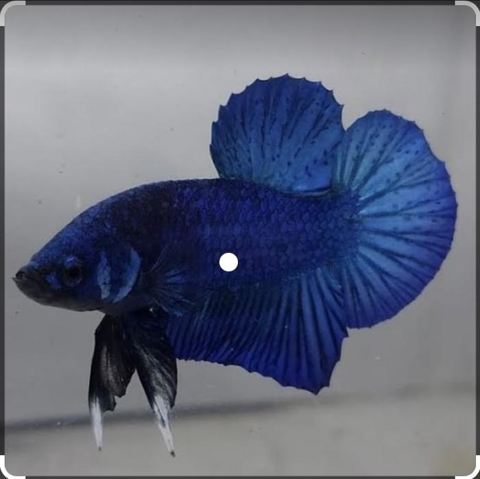 Jual ikan cupang besgel Male/Female - Jakarta Barat - WYCstore | Tokopedia