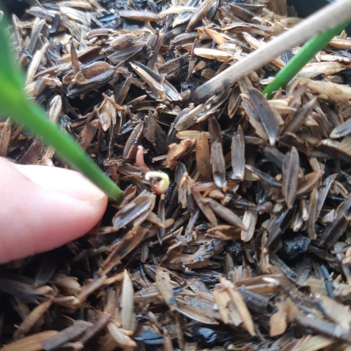 Jual anthurium obor bonggolan 2 tunas - Kota Tangerang - go go plant ...