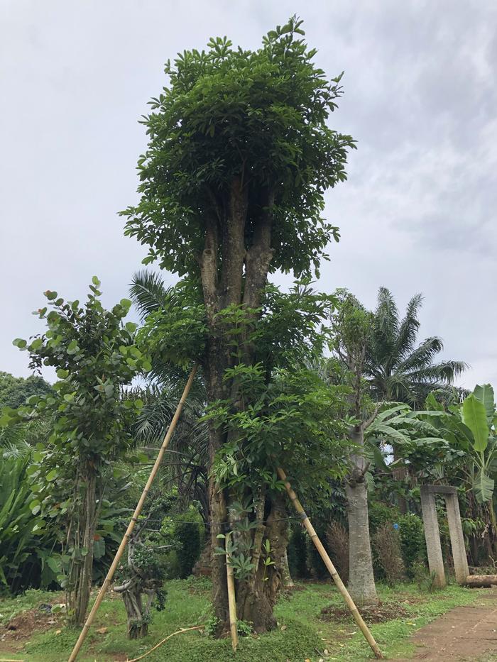 Jual Pohon Pule Fosil Jenis Putih karakter Mewah | Lingkar Batang 250 ...